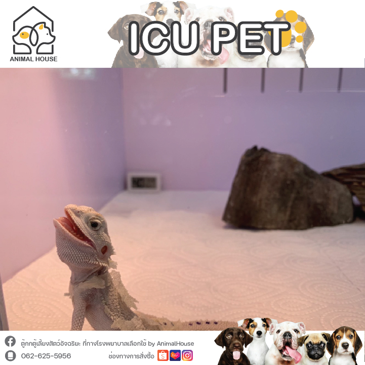 Icu Box - ICU PETS CARE