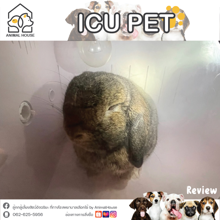 Icu Box - ICU PETS CARE